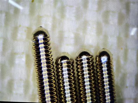 Ball Tip Guide Wire At Florence Crabtree Blog