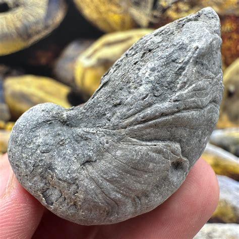 Gryphaea Shell Fossil Whitby North Yorkshire Yorkshire Fossils