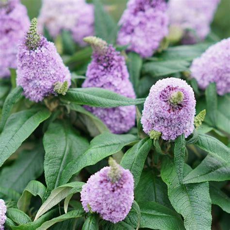 Buddleia Pugster Amethyst Butterfly Bush Pottedhaven Holiday Sale