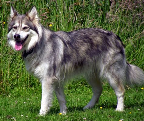 Spirit Of The Wolf Kaya Utonagan