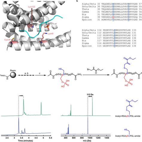 Scheme For Generating Thioether Based Methacrylate Covalent Peptide Or Download Scientific