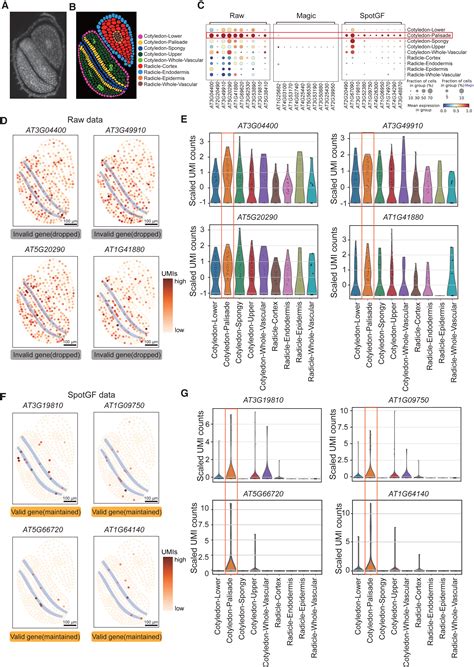 Spotgf Denoising Spatially Resolved Transcriptomics Data Using An Optimal Transport Based Gene