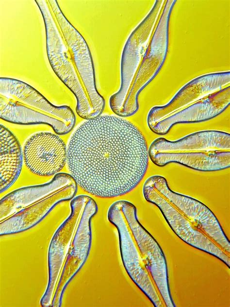 Pin By Cyndi O On Algae Design Algae Bio