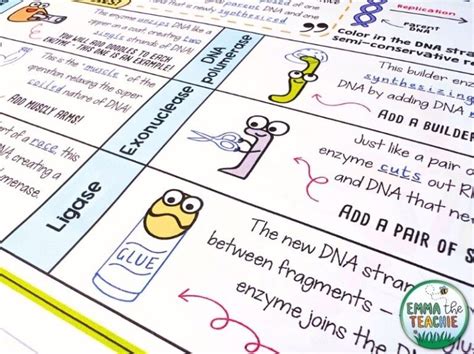 The Best Dna Replication Activity For High School Biology Emmatheteachie