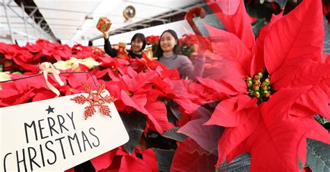 크리스마스 꽃 포인세티아국산 품종 보급도 활짝