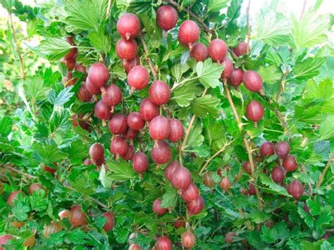 Сенчесто храсти за градината многогодишни