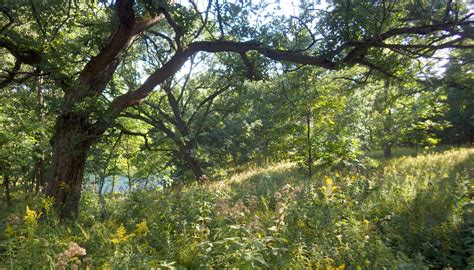 Oak Tree Forest
