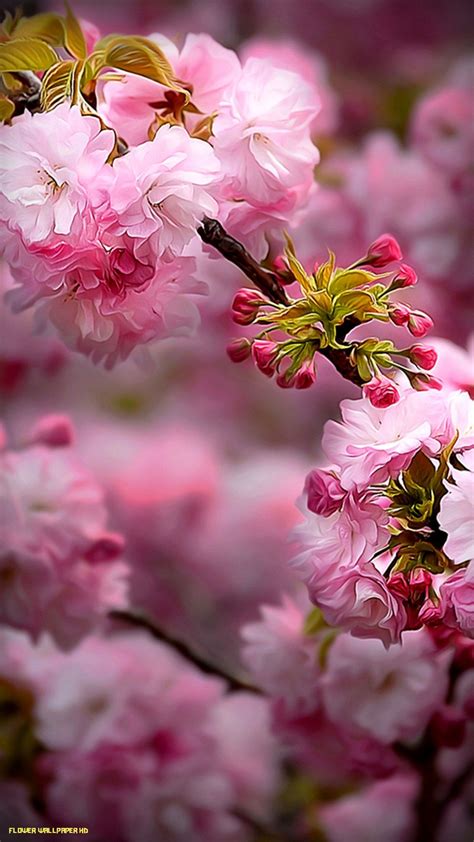 Flower Mobile Full Hd Wallpapers Wallpaper Cave