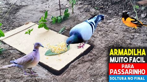 Pegando Passarinho Com Armadilha Feita De PapelÃo Simple Bird Trap