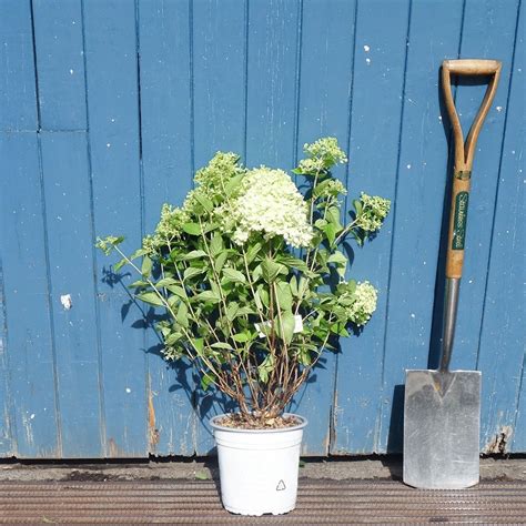 Hydrangea Paniculata Little Lime Shrub Ornamental Trees