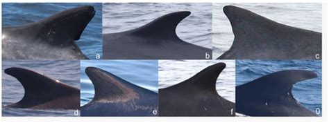 A Novel Technique For Photo Identification Of The Fin Whale Balaenoptera Physalus As