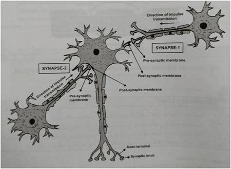 Neural Control And Coordination Forensics Digest