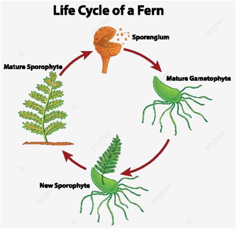 Diagram Showing Life Cycle Of Fern Clip Art Vector Plants Vector Clip