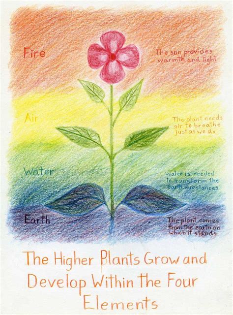 Class 5 Botany Botany Chalkboard Drawings Waldorf Teaching