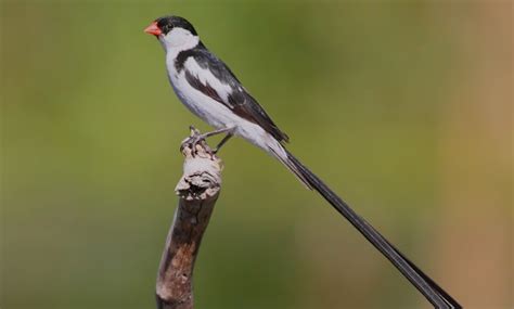 21 Types Of Birds With Long Tails Identification With Pictures