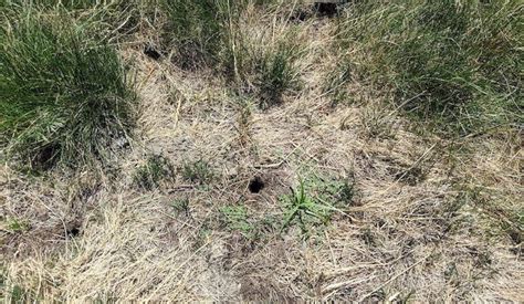 Vole Traps Vole Traps How To Trap Voles In Your Yard