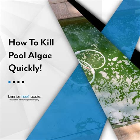 How To Kill Pool Algae Fast Barrier Reef Pools
