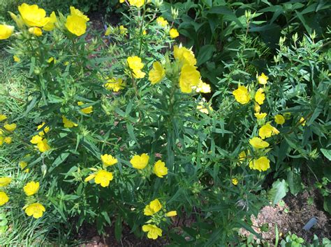 Sundrops Plant Profile Sylvan Gardens Landscape Contractors