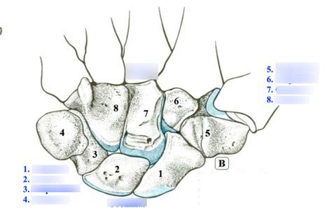 Diagram Of Carpal Bones Quizlet