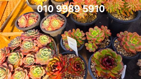 하우스다육 물을 듬뿍주었어요 ~ 다육판매 피치스앤크림헤리왓슨아마빌레이클립스루비퍼피아모르파티 등등 Youtube