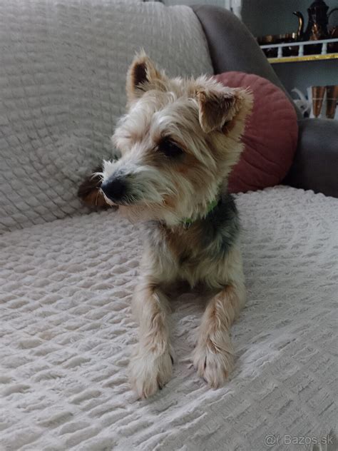 Predam Prešov Bazoš Sk