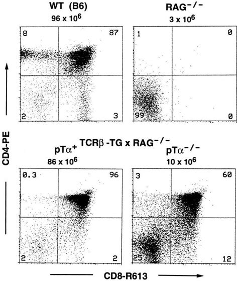 Expression Of Tcr β Transgenes In Rag 2deficient Mice In The Absence Download Scientific