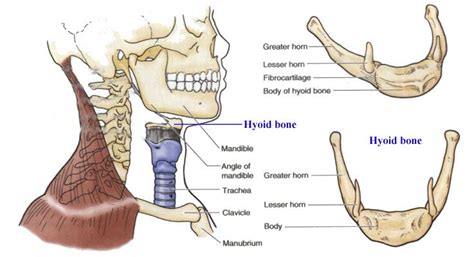 Hyoid Bone Artofit