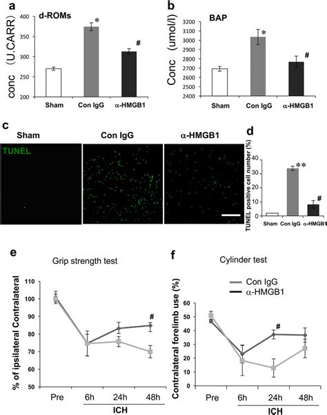 Effects Of Anti Hmgb1 Mab On Oxidative Stress Cell Apoptosis And The Download Scientific