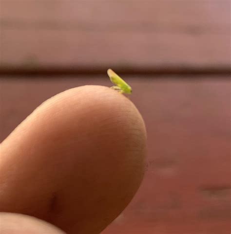 Idk If He S The Smallest Grasshopper Ever But He Is Microscopic And