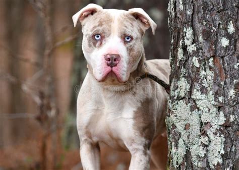 Red Pitbull Puppies With Blue Eyes