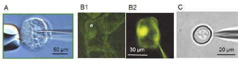 Microinjection Into Various Cells A Injection Of Mouse Es Cells Into