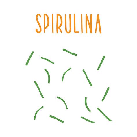 1100 Spirulina Bacterium Stock Illustrations Royalty Free Vector