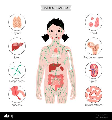 Lymphatic System Organs