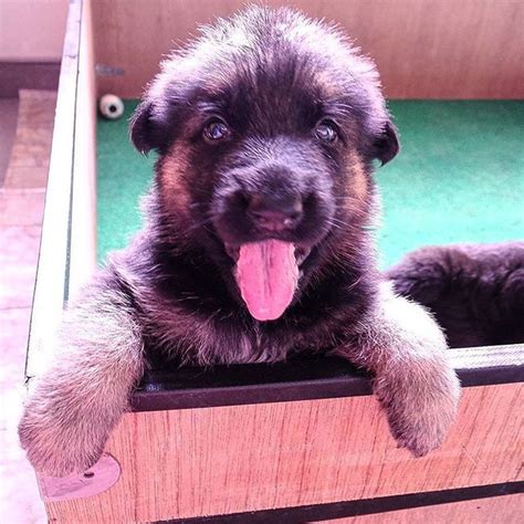 Cute German Shepherd Dog
