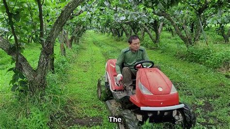 배 과수원 제초작업 영상 Youtube