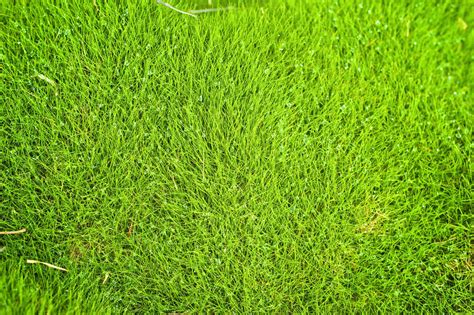 16 Tough Grass Types That Handle Summer Heat Without Complaining