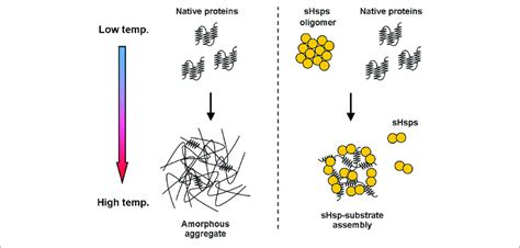 Shsps Influence The Substrate Aggregation Process Temperature