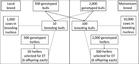 Simulated Breeding Scheme In Year 21 30 Arrows Indicate That A Group Download Scientific