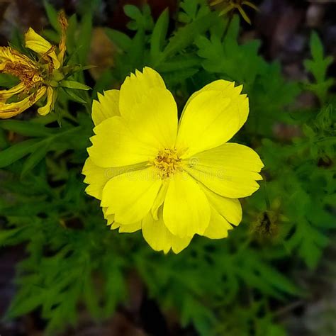 Cosmos Sulphureus Yellow Cosmos Flower Garden Scene Of Yellow Cosmos