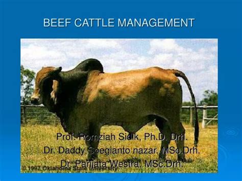 ppt beef cattle management powerpoint presentation free download id 6258565