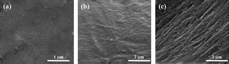 Sem Micrographs On The Film Cross Section Of A Zn Cellulose And