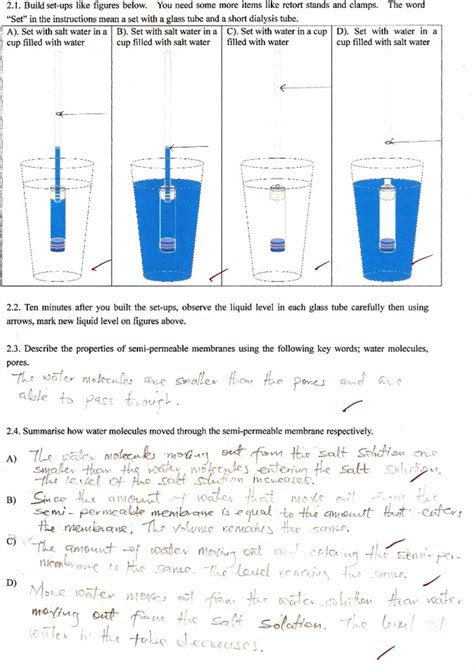 Osmosis Diffusion Experiment At June Kemp Blog