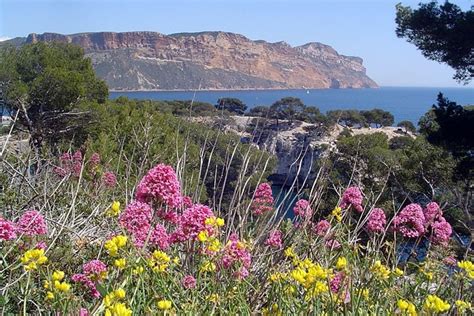 La Flore Des Calanques Calanque Flore Parc National