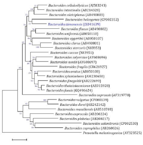 Phylogenetic Tree Highlighting The Position Of Bacteroides Timonensis Download Scientific