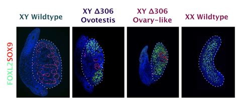 Sex Determining 3d Regulatory Hubs Revealed By Genome Spatial Auto