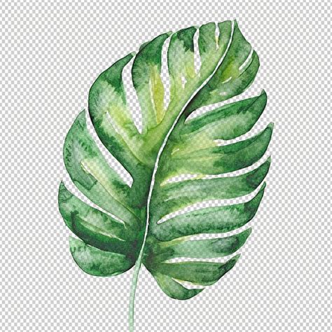 Premium Psd Water Color Leaf On Alpha Layer