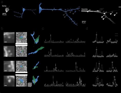 Correlating In Vivo Two Photon Synaptic Imaging And Serial Block Face Download Scientific