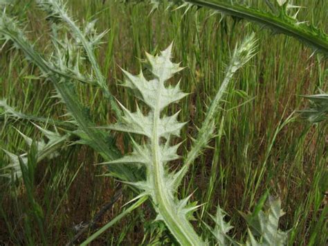 31 Most Common Weeds In Washington State How To Identify And Control Them