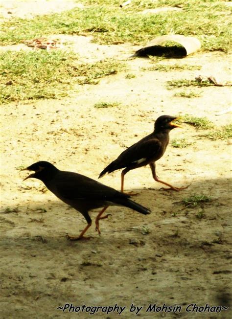 World Artists Showcase