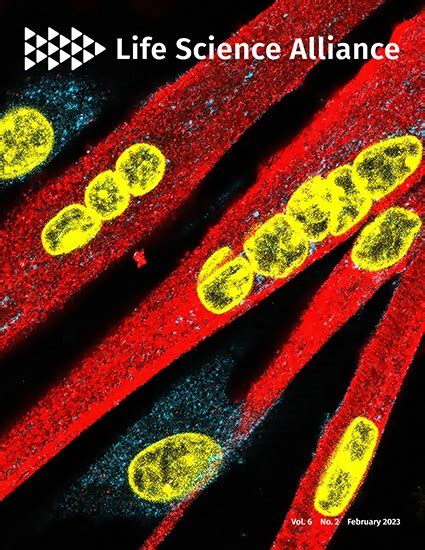 Slamf6 Compartmentalization Enhances T Cell Functions Life Science